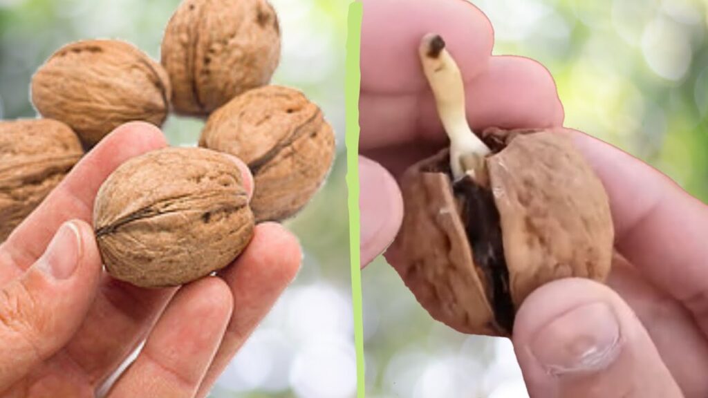 Cómo Cultivar Nueces a Partir de Semillas: Una Guía Sencilla para ...