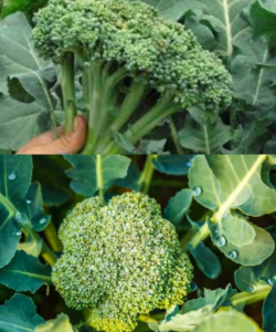 Brócoli: Cultivo, Siembra, Plantación, Mantenimiento, Cosecha y ...